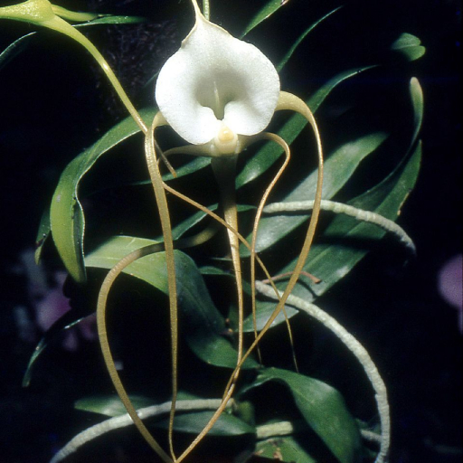 Angraecum Ramosum Plant Care & How to Grow, Water