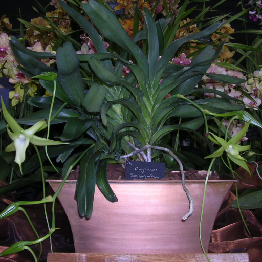 Comet Orchid (Angraecum) Plant Care & How to Grow, Water