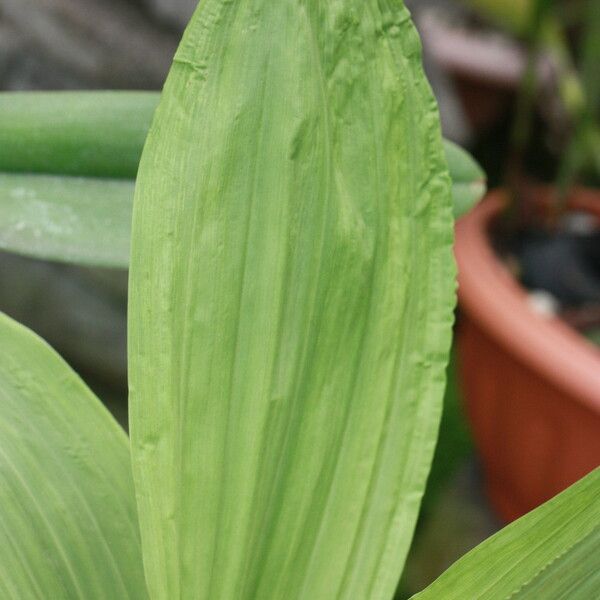 Orchid (Anguloa × Ruckeri) Plant Care & How to Grow, Water