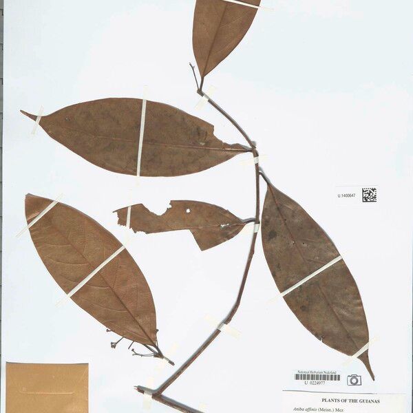 Aniba Affinis Plant Care & How to Grow, Water