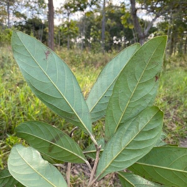 Aniba Canelilla Plant Care & How to Grow, Water