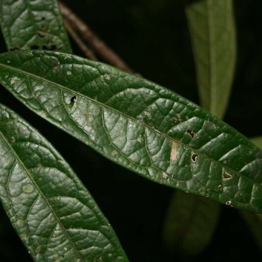 Aniba Guianensis Plant Care & How to Grow, Water