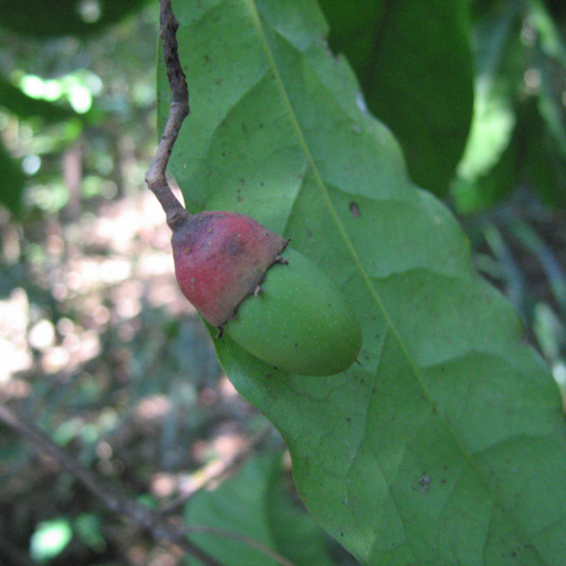 Aniba Megaphylla Care Guide: Water, Soil & Propagation - Plantiary