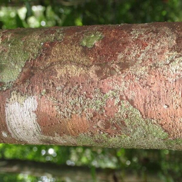 Macacaporanga (Aniba Parviflora) Plant Care & How to Grow, Water