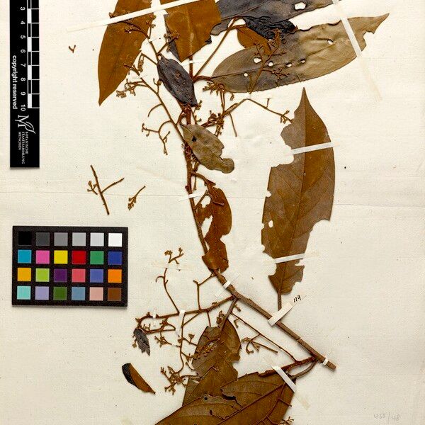 Aniba Permollis Plant Care & How to Grow, Water