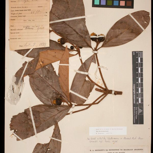 Aniba Puchury-Minor Plant Care & How to Grow, Water