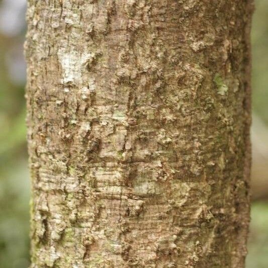 Aniba Terminalis Care Guide: Water, Soil & Propagation - Plantiary
