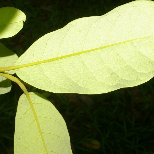 Aniba Venezuelana Plant Care & How to Grow, Water