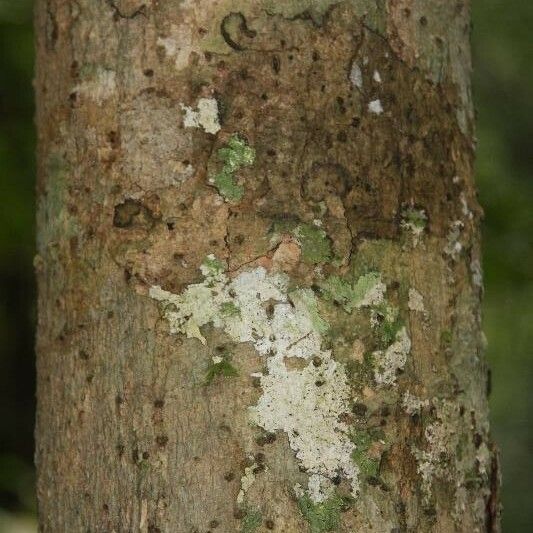 Aniba Williamsii Plant Care & How to Grow, Water