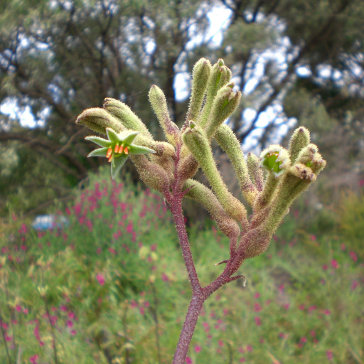 Kangaroo Paw (Anigozanthos Flavidus) Plant Care & How to Grow, Water