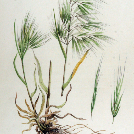 Drooping Brome (Anisantha Tectorum) Plant Care & How to Grow, Water