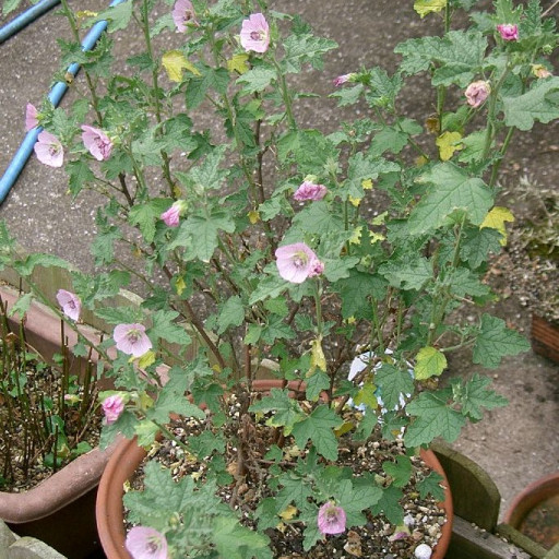 Cape African-Queen (Anisodontea Capensis) Plant Care & How to Grow, Water