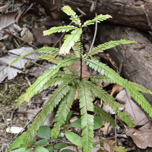 Leechwood (Anisophyllea Disticha) Care Guide: Water, Soil & Propagation ...