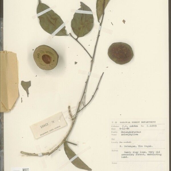 Anisophyllea Griffithii Care Guide: Water, Soil & Propagation - Plantiary