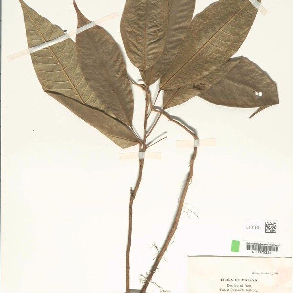 Anisoptera Megistocarpa Plant Care & How to Grow, Water