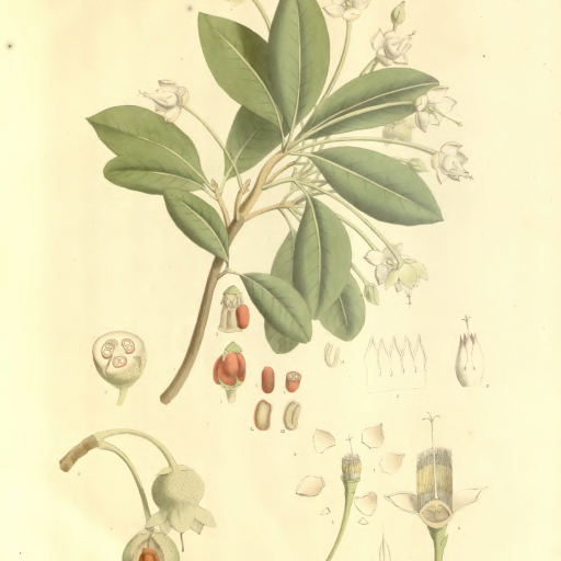 Jimsonweed (Datura Stramonium) Plant Care & How to Grow, Water