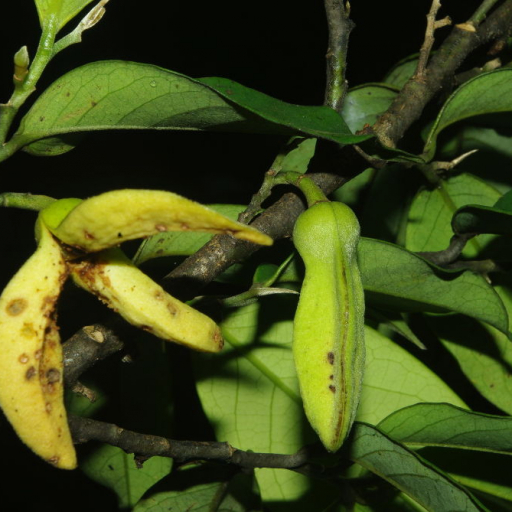 African Yellowwood (Annickia Affinis) Care Guide: Water, Soil ...