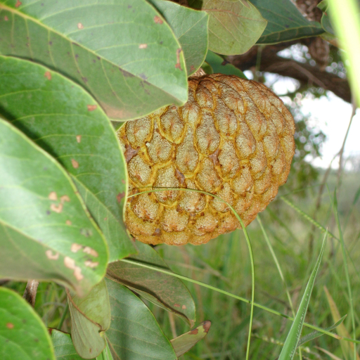Annona Crassiflora Care Guide: Water, Soil & Propagation - Plantiary