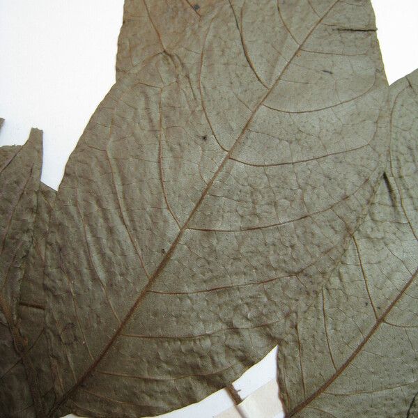 Annona Cuspidata Plant Care & How to Grow, Water