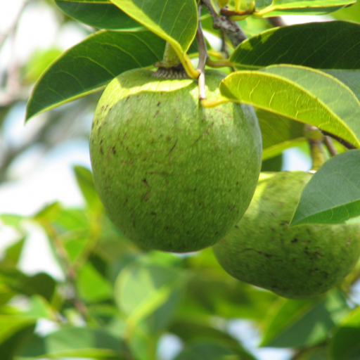 Pond Apple (Annona Glabra) Plant Care & How to Grow, Water