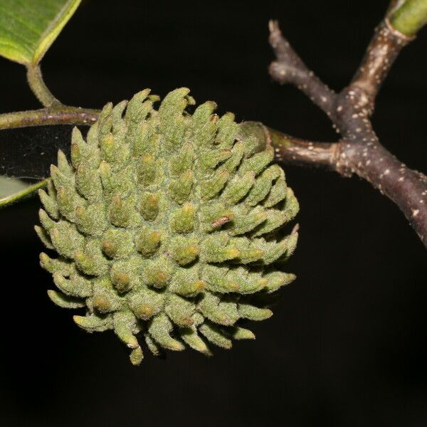 Annona Holosericea Plant Care & How to Grow, Water