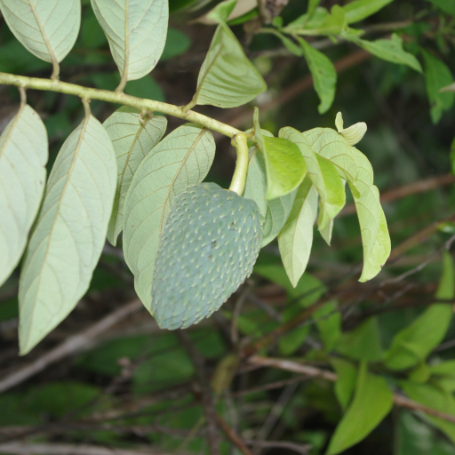 Annona Hypoglauca Care Guide: Water, Soil & Propagation - Plantiary