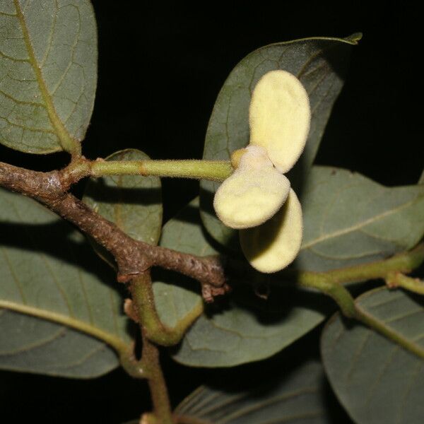 Annona Rensoniana Plant Care & How to Grow, Water