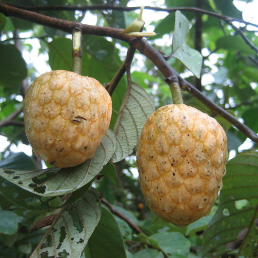 Wild Custard-Apple (Annona Senegalensis) Plant Care & How to Grow, Water