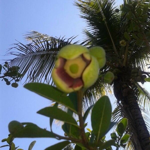 Annona Spinescens Plant Care & How to Grow, Water