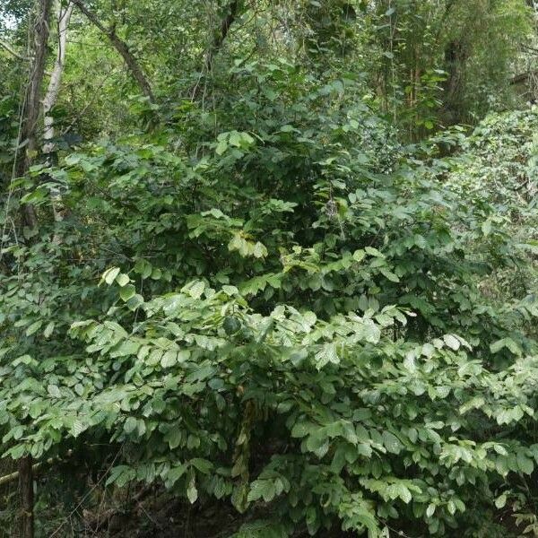 Annona Spraguei Plant Care & How to Grow, Water