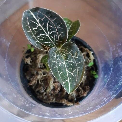 Jewel Orchid (Anoectochilus Chapaensis) Plant Care & How to Grow, Water