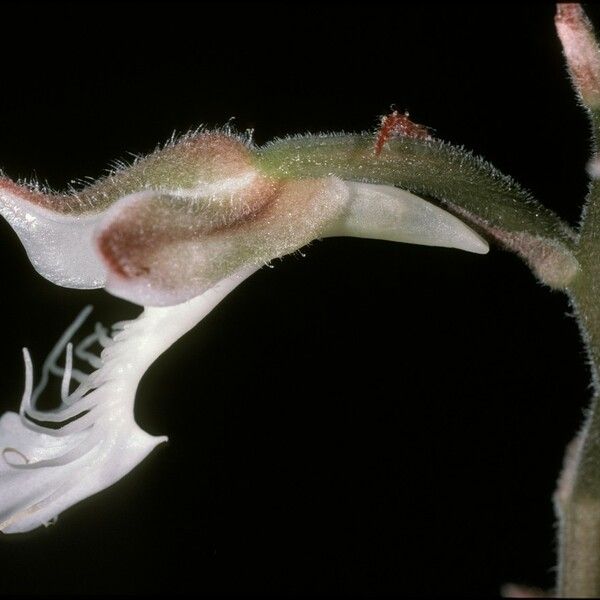Anoectochilus Geniculatus Care Guide: Water, Soil & Propagation - Plantiary