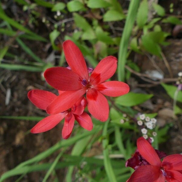 Scarlet Kammetjie (Anomatheca Laxa) Care Guide: Water, Soil ...