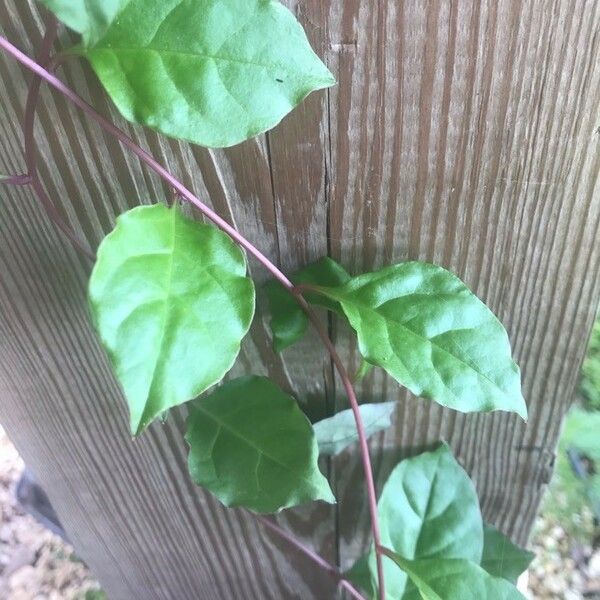 Texas Madeiravine (Anredera Vesicaria) Plant Care & How to Grow, Water