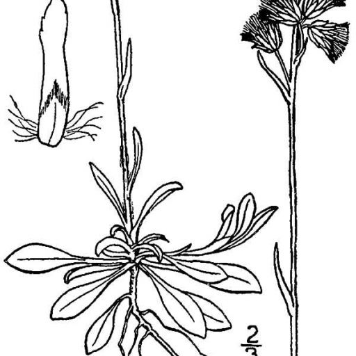 Howell's Pussytoes (Antennaria Howellii) Plant Care & How to Grow, Water