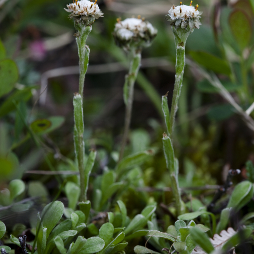 Pygmy Pussytoes (Antennaria Monocephala) Plant Care & How to Grow, Water