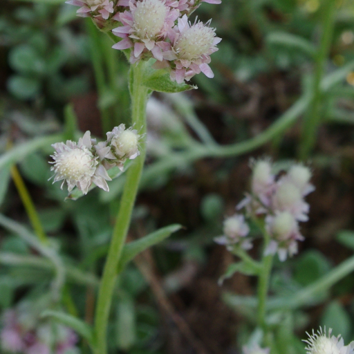 Field Pussytoes (Antennaria Neglecta) Plant Care & How to Grow, Water