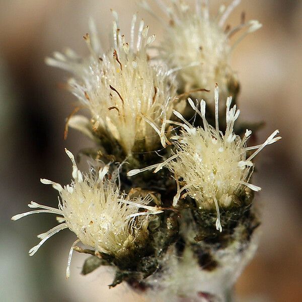 Sierran Pussytoes (Antennaria Pulchella) Plant Care & How to Grow, Water