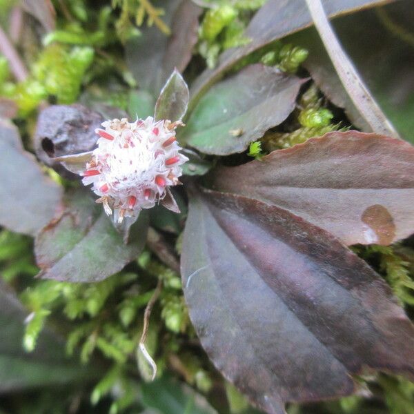 Single-Head Pussytoes (Antennaria Solitaria) Plant Care & How to Grow ...