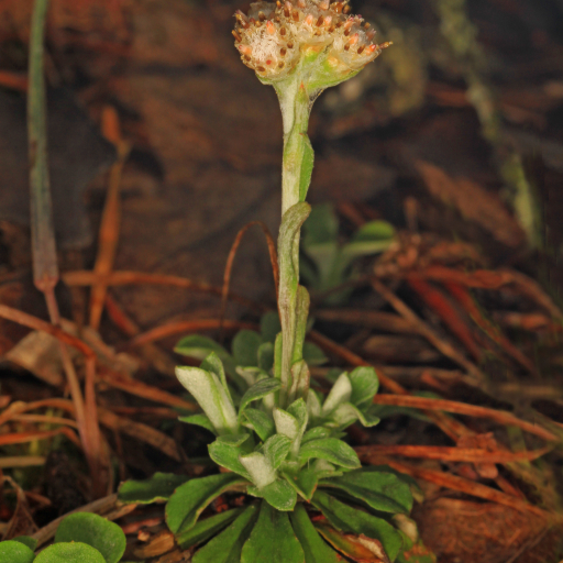 Shale Barren Pussytoes (Antennaria Virginica) Plant Care & How to Grow ...