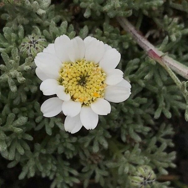 Anthemis Aetnensis Plant Care & How to Grow, Water