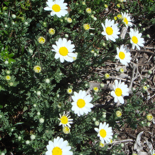Sea Chamomile (Anthemis Maritima) Plant Care & How to Grow, Water