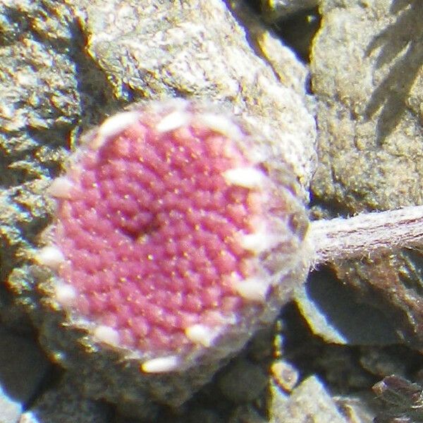 Anthemis Plutonia Plant Care & How to Grow, Water