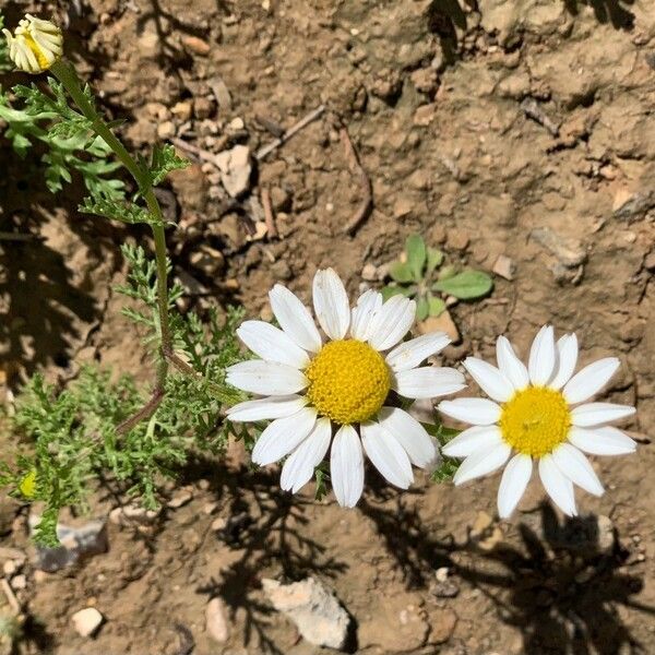 False Stinking Chamomile (Anthemis Pseudocotula) Plant Care & How to ...