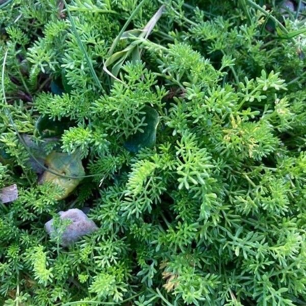 Prostrate Chamomile (Anthemis Secundiramea) Plant Care & How to Grow, Water