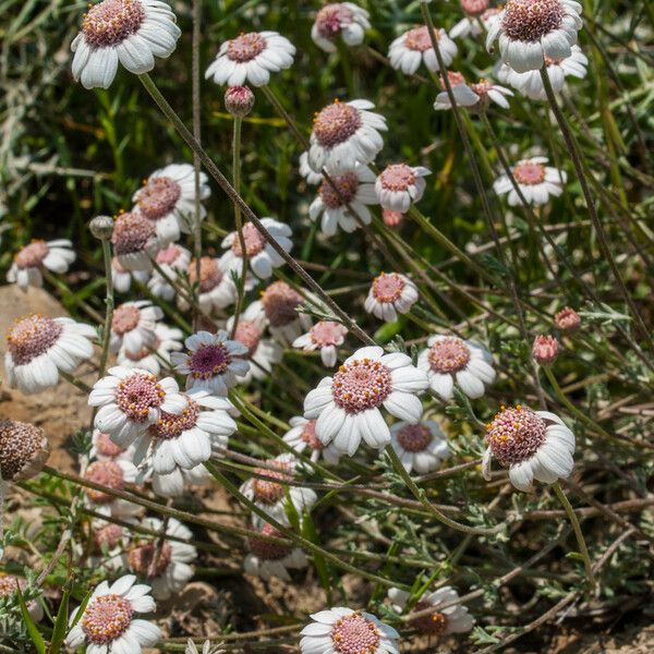 Anthemis Tricolor Plant Care & How to Grow, Water
