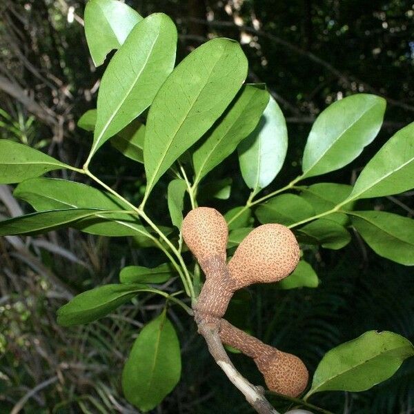 Incense Cedar (Anthocarapa Nitidula) Plant Care & How to Grow, Water