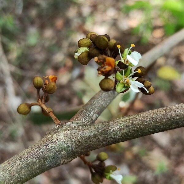 Anthonotha Crassifolia Care Guide: Water, Soil & Propagation - Plantiary