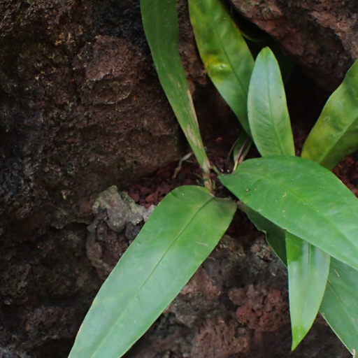 Purple Peeled Banana Anthurium (Anthurium Amnicola) Plant Care & How to ...