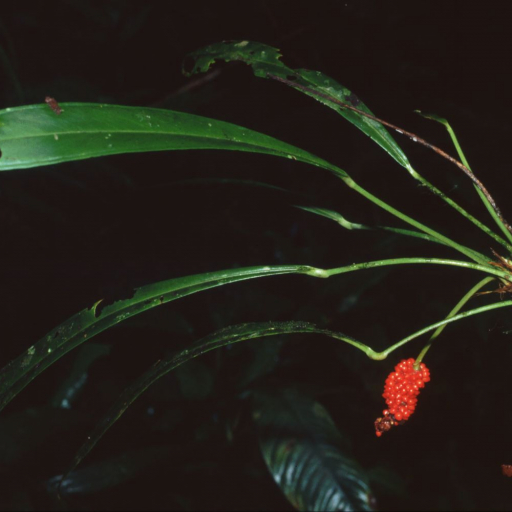 Welwitschia (Welwitschia Mirabilis) Plant Care & How to Grow, Water